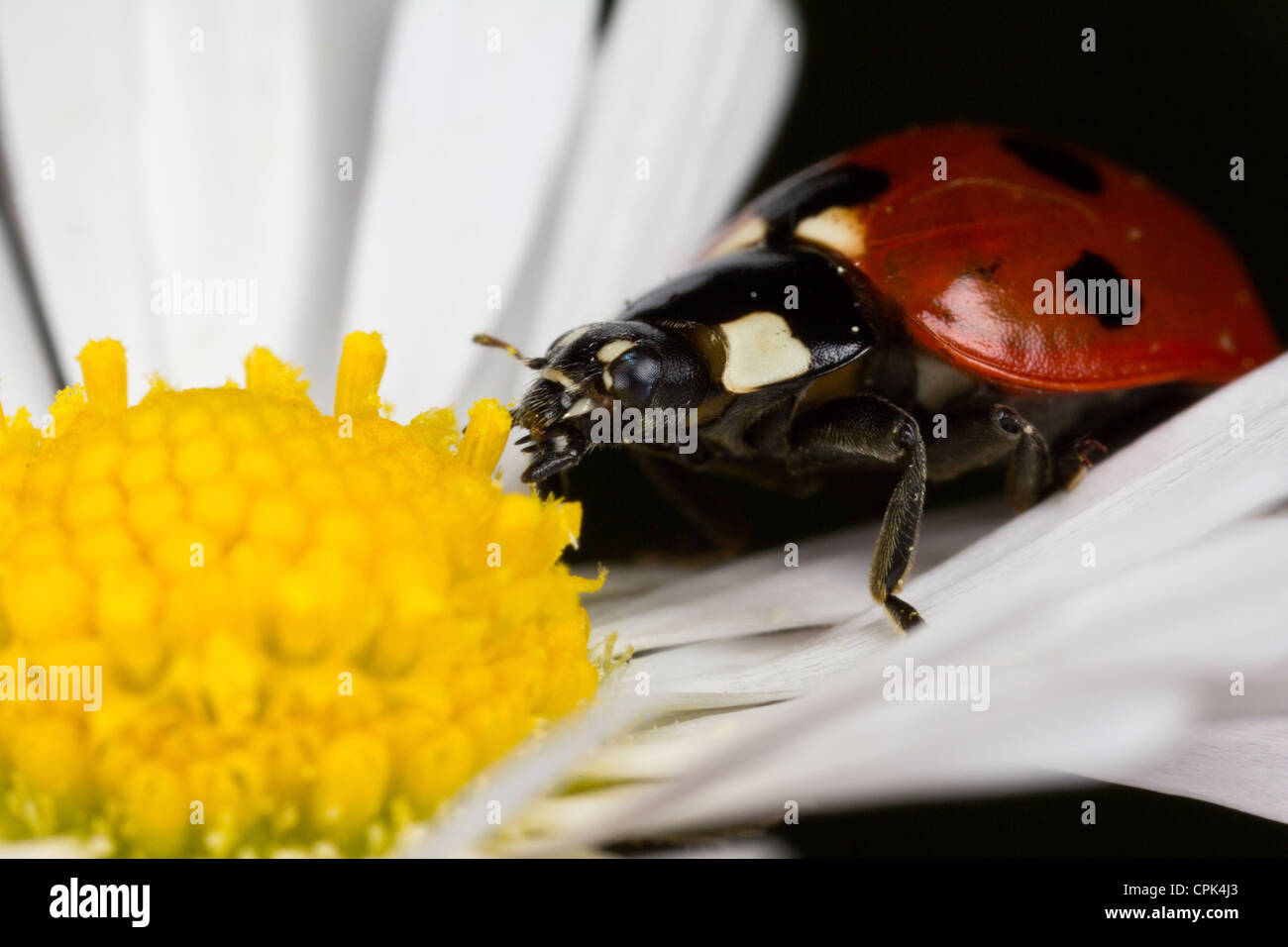 Ladybird legs hi-res stock photography and images - Alamy