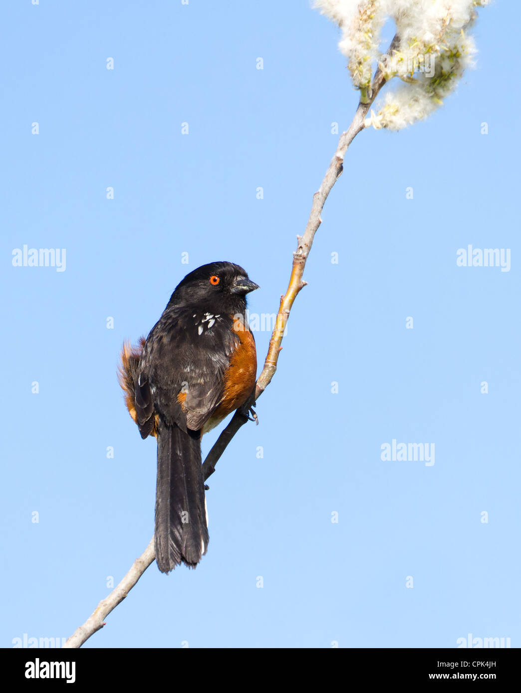 Spotted towhee hi-res stock photography and images - Alamy