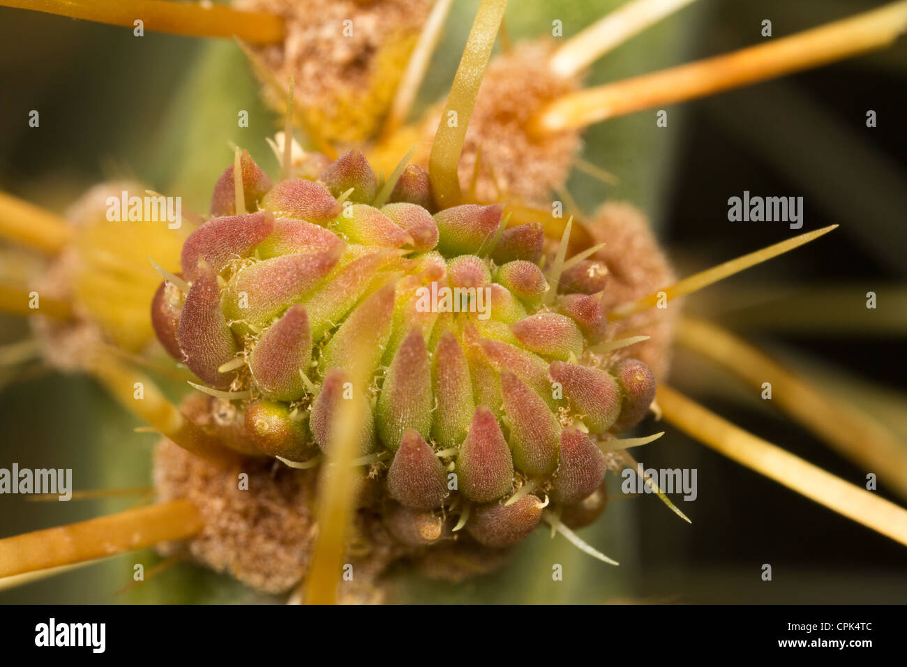 Cactus bud hi-res stock photography and images - Alamy
