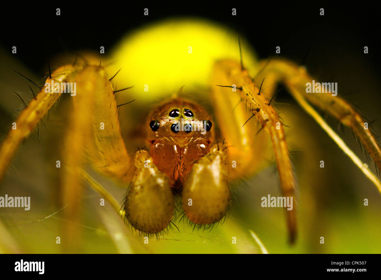 Eyes spider eight hi-res stock photography and images - Alamy