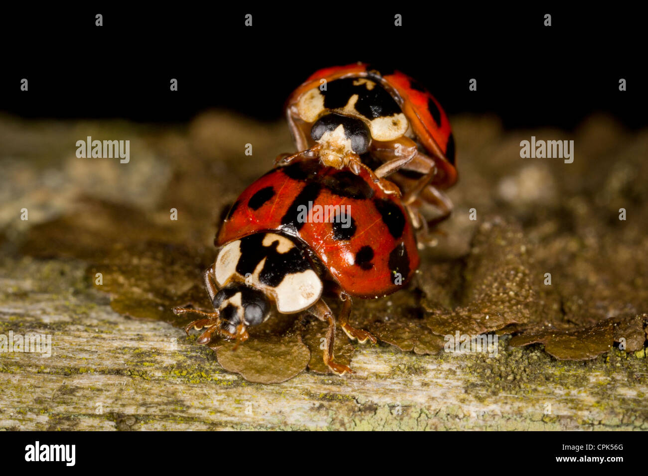 Lady bugs mating hi-res stock photography and images - Alamy