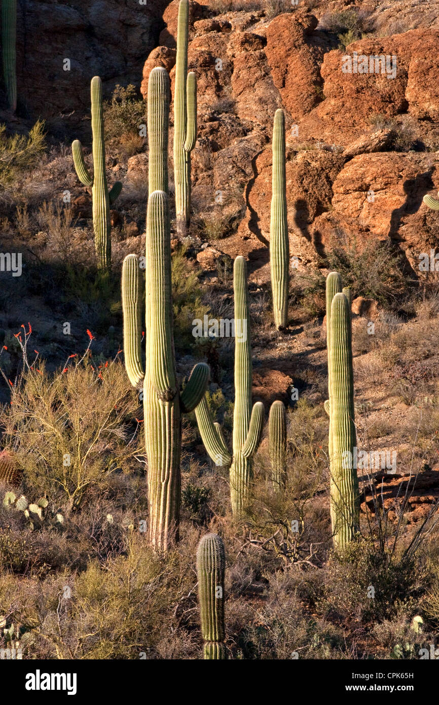 Saguaro cacti in Tucson, Arizona Stock Photo - Alamy