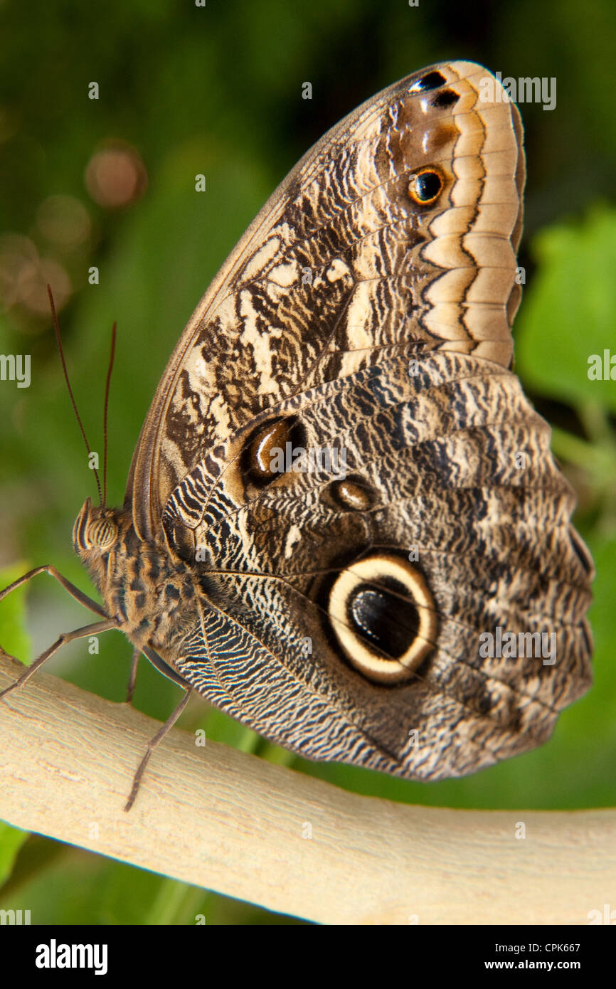 Side profile butterfly hi-res stock photography and images - Alamy