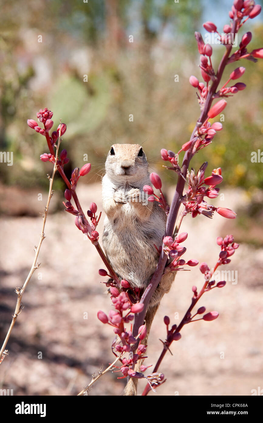 Arizona Desert Animal High Resolution Stock Photography and Images - Alamy