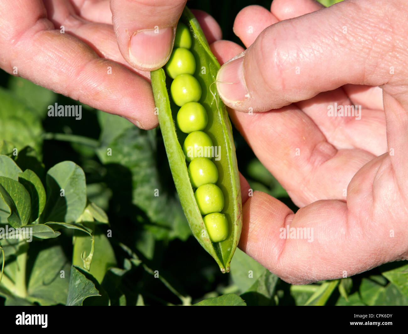 harvesting green pees from the plant Stock Photo - Alamy