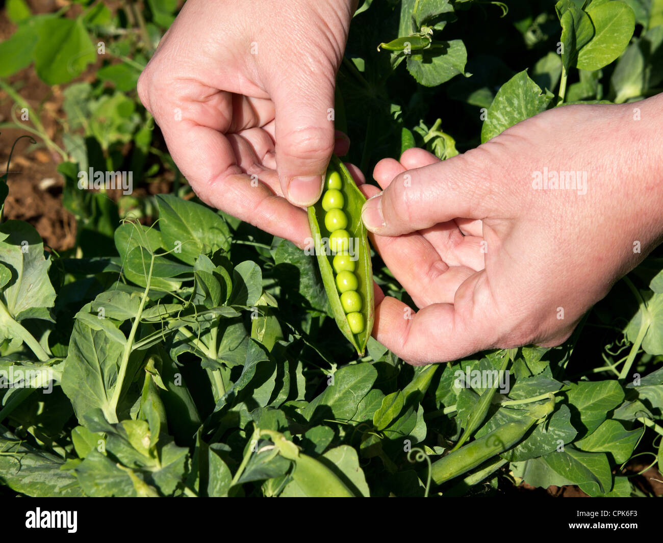 picking green pees from the plant Stock Photo - Alamy