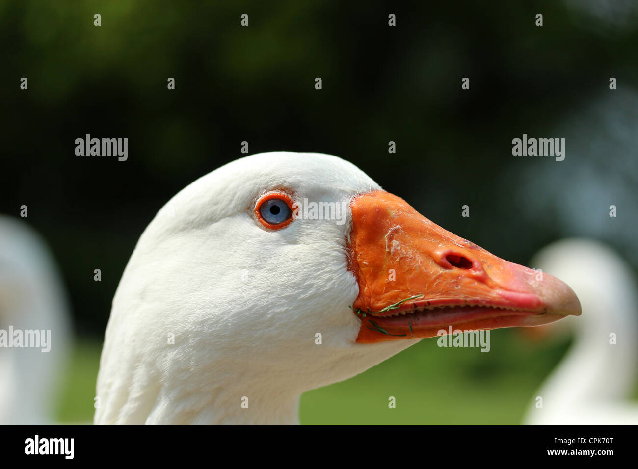 Head shot of a white domestic goose Stock Photo - Alamy