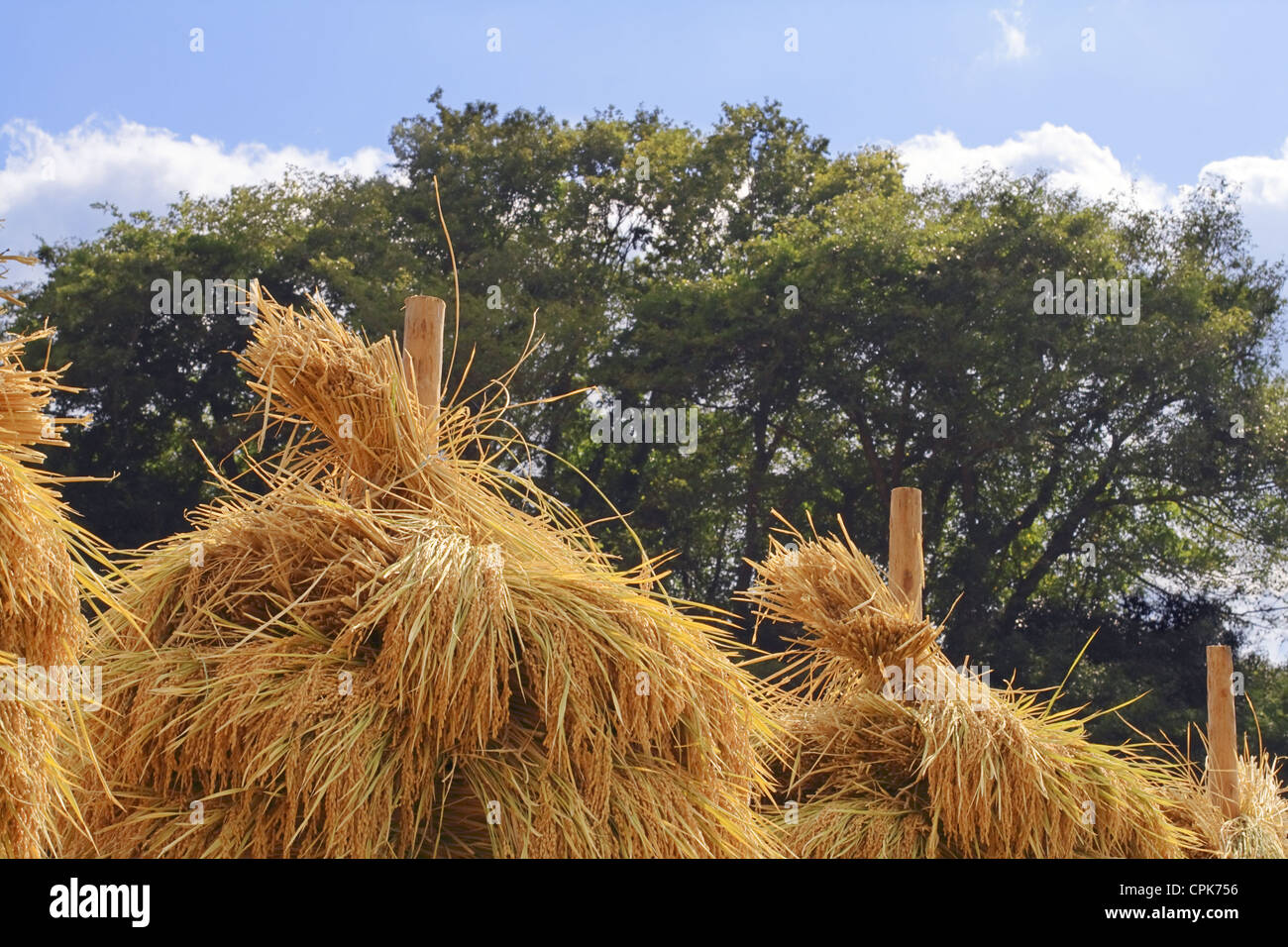 Interesting agricultural detail of the top part of some rice stacks ...