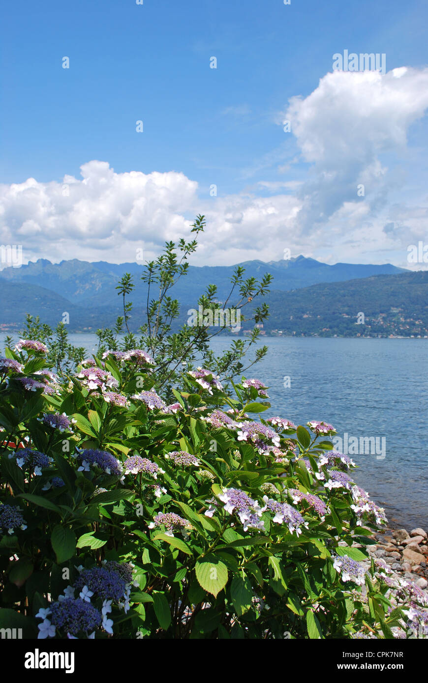 Panorama of Lake Maggiore and hydrangea flowers with Alps mountains in ...