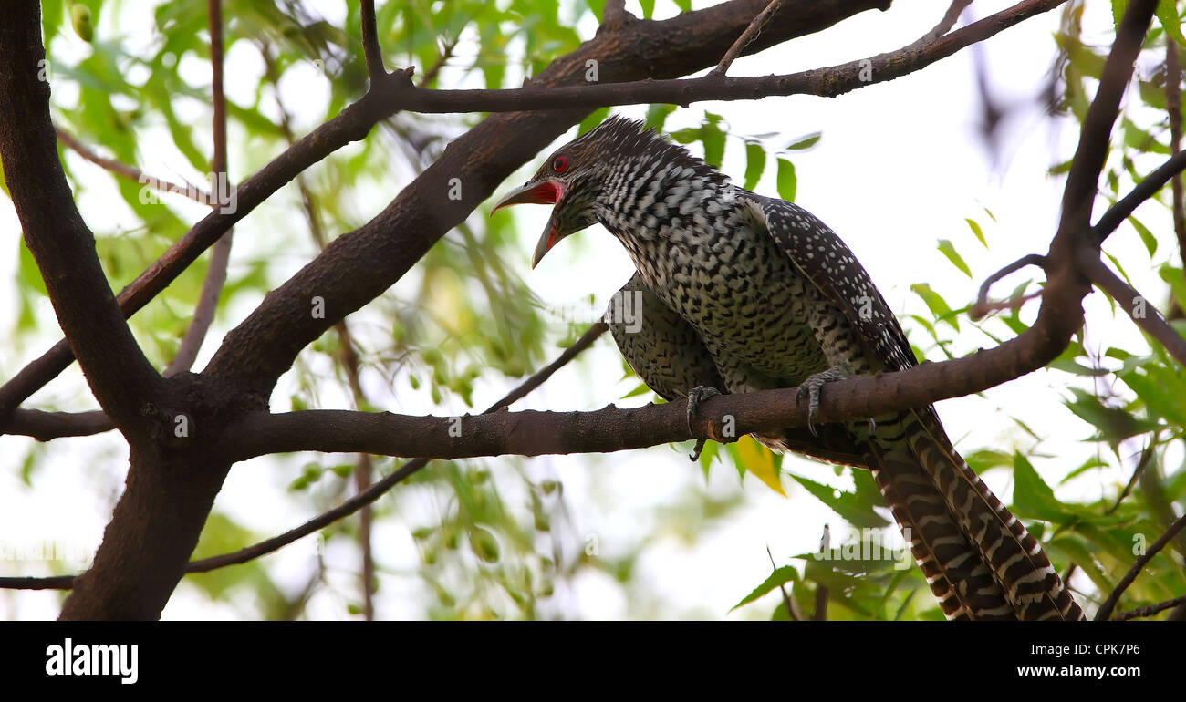 Koel bird hi-res stock photography and images - Alamy