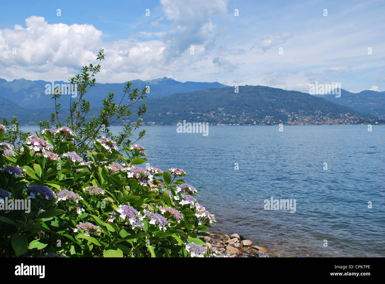 Panorama of Lake Maggiore and hydrangea flowers with Alps mountains in ...