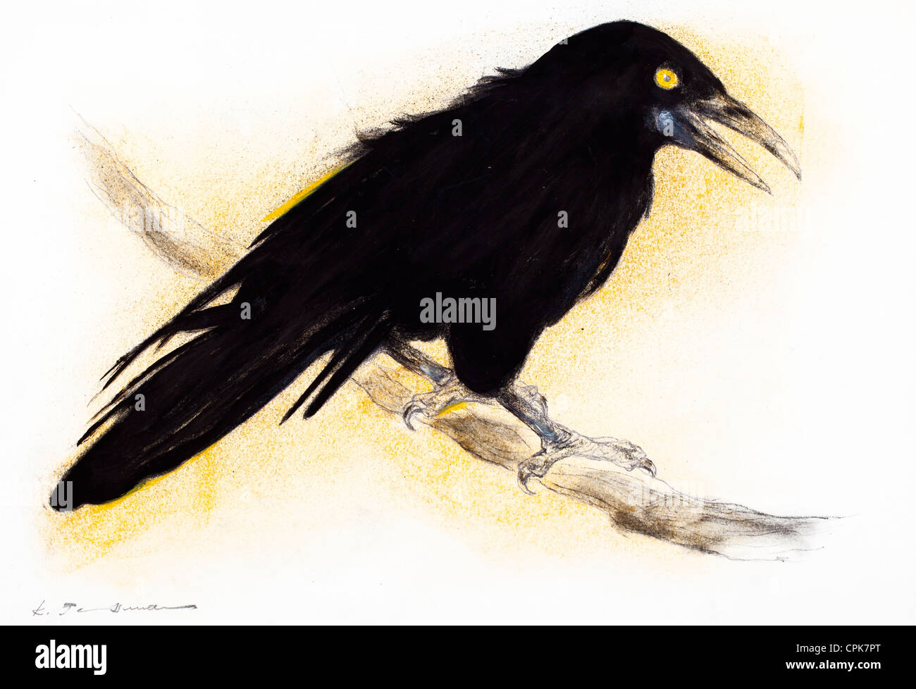 Crow portrait - pastel chalk on paper by Kurt Tessmann Stock Photo - Alamy