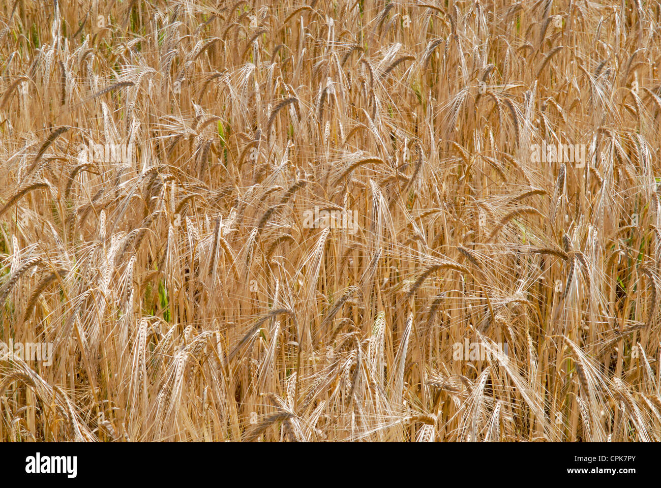 Wheat field near Wrotham Heath in Kent Stock Photo - Alamy