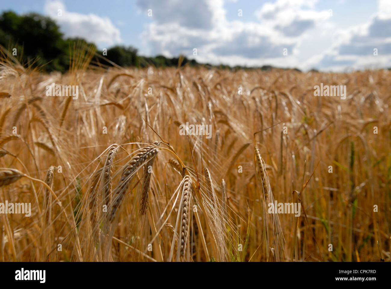 Wheat field near Wrotham Heath in Kent Stock Photo - Alamy