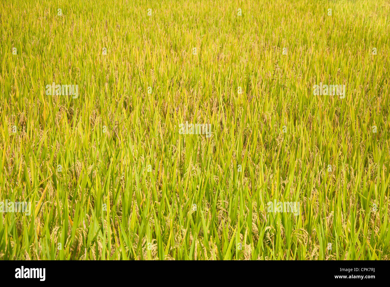 Dry Paddy Field High Resolution Stock Photography and Images - Alamy
