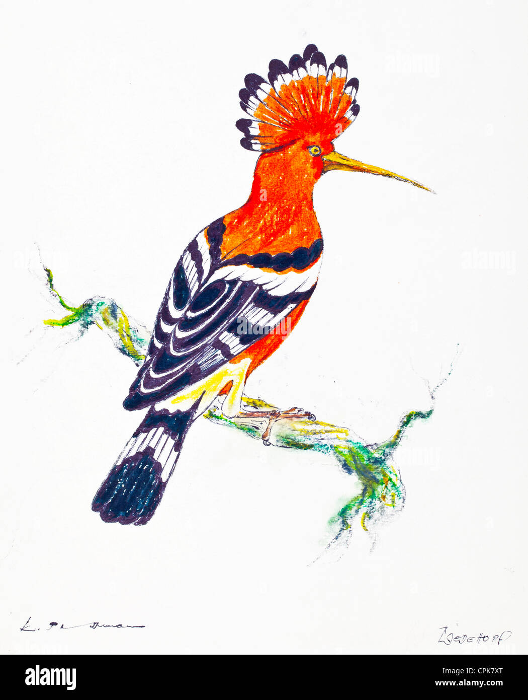 Hoopoe drawing hi-res stock photography and images - Alamy