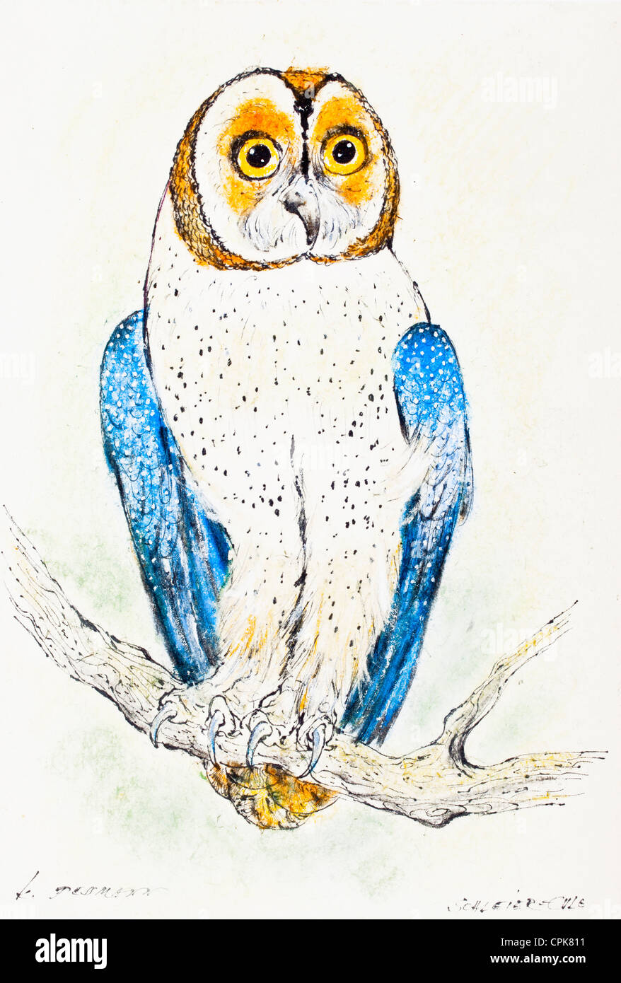 Owl drawing fine art hi-res stock photography and images - Alamy