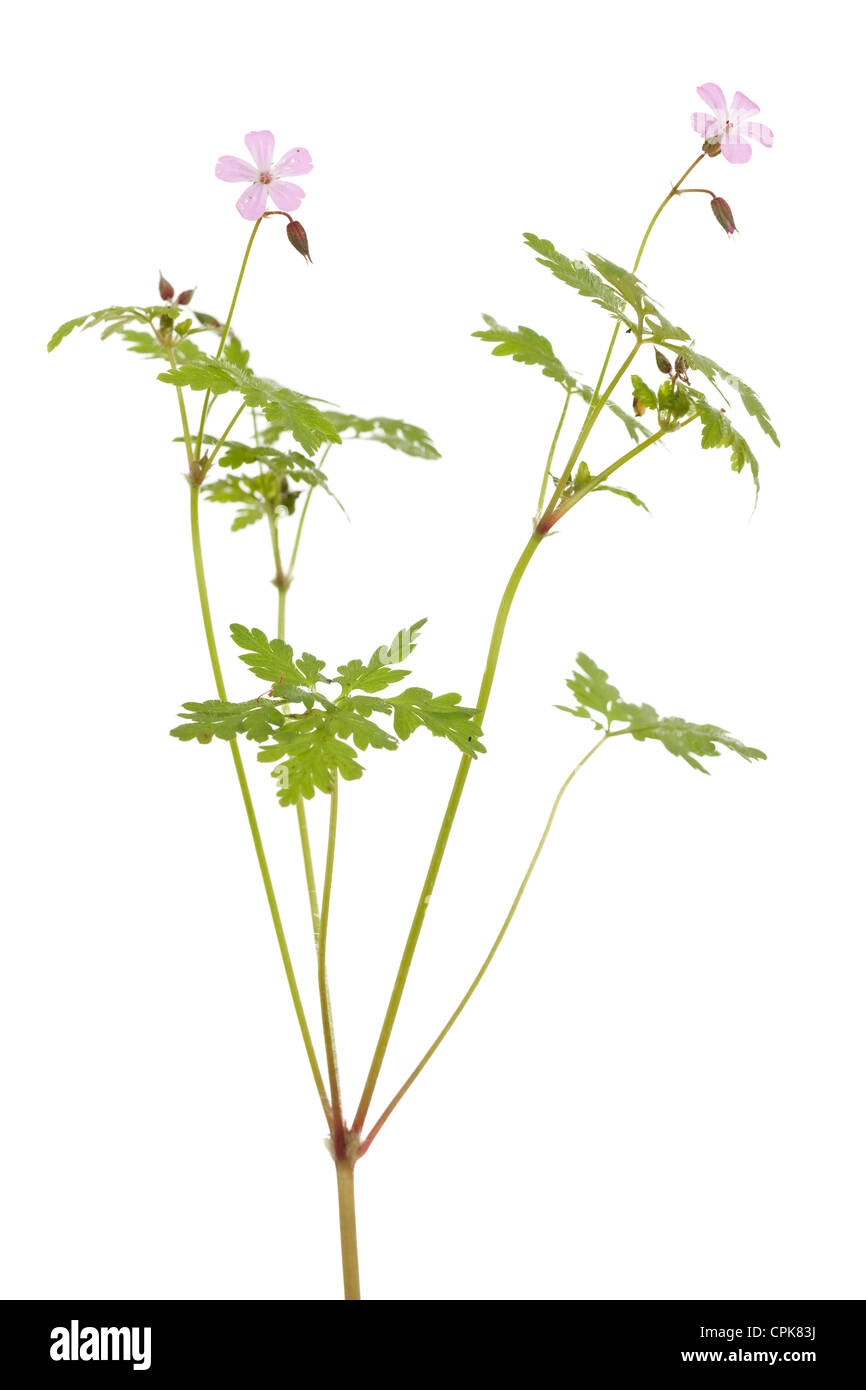 Geranium hi-res stock photography and images - Alamy