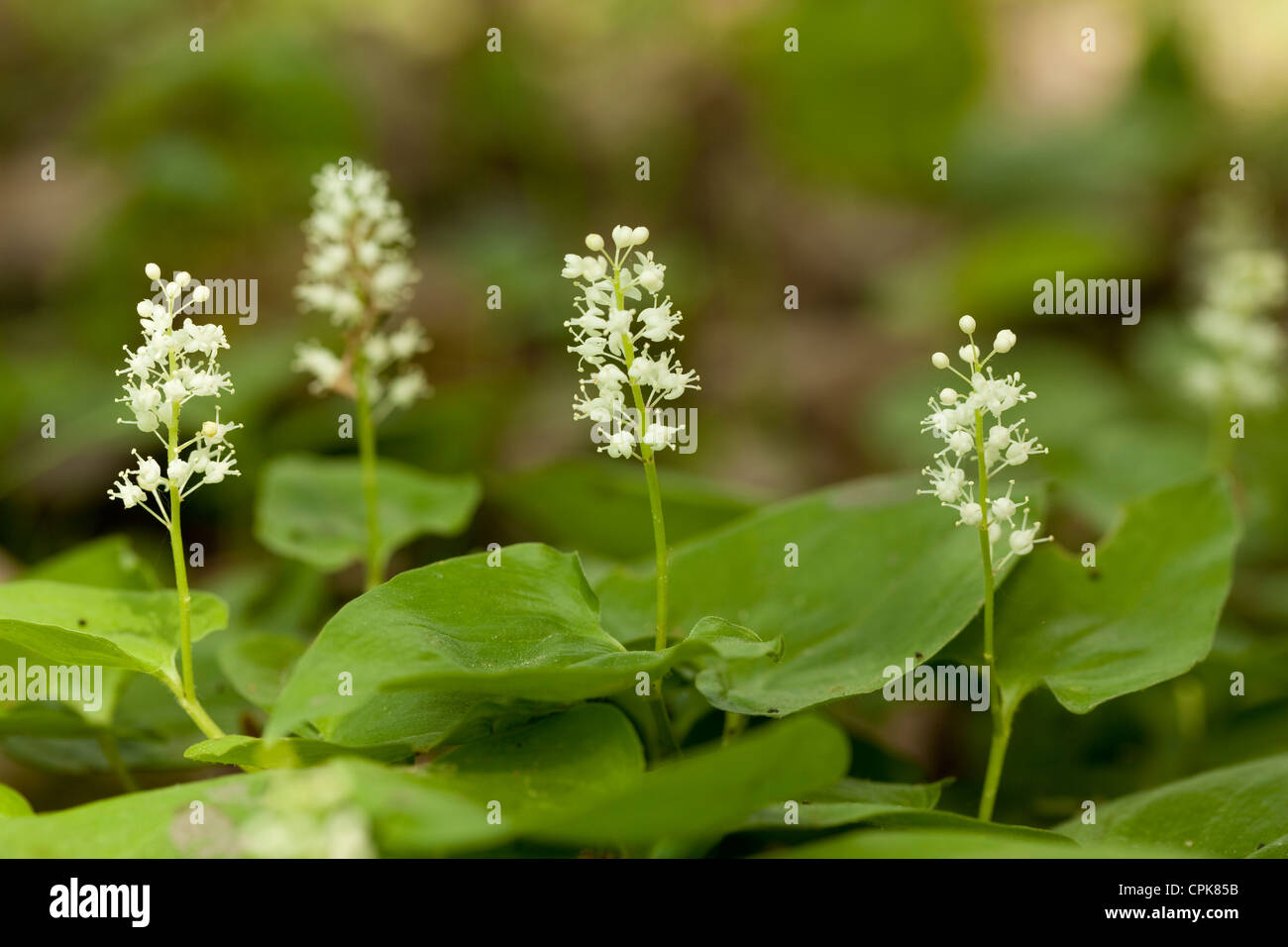 lily of the valley (Maianthemum bifolium) in forest Stock Photo - Alamy