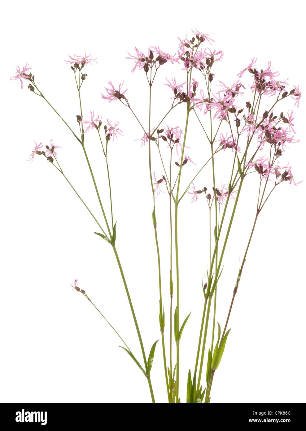 purple flower Lychnis flos-cuculi on white background Stock Photo - Alamy