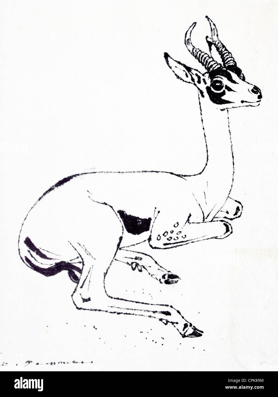 Thomson's gazelle (Gazella thomsonii) - charcoal on paper by Kurt ...