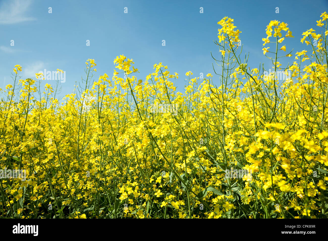 Blooming yellow canola field with blue sky Stock Photo - Alamy