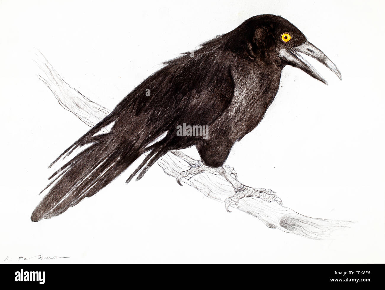 Crow portrait - pastel chalk on paper by Kurt Tessmann Stock Photo - Alamy