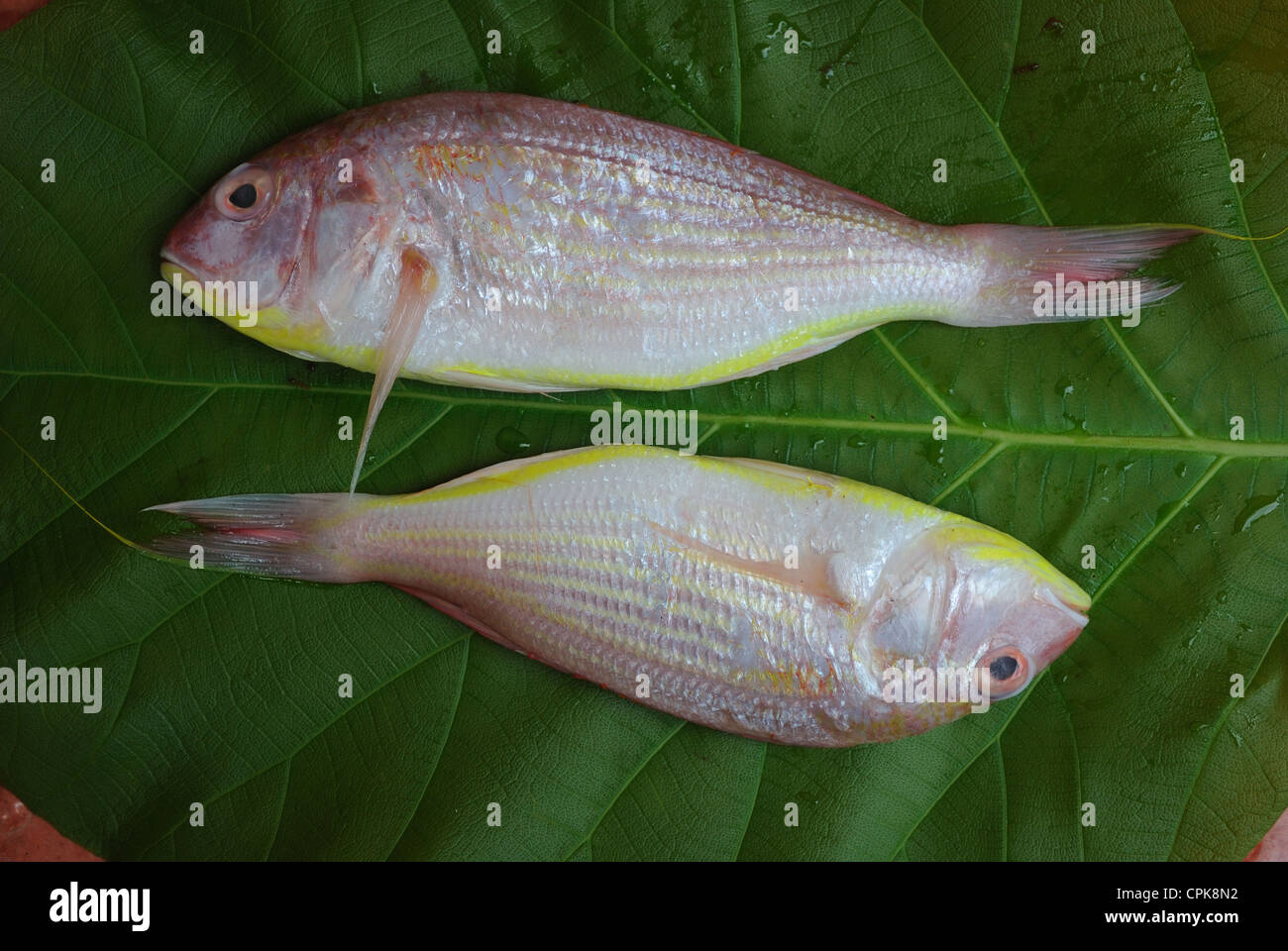 Red fish in Arabian Sea,popular sea fish in Kerala Stock Photo ...