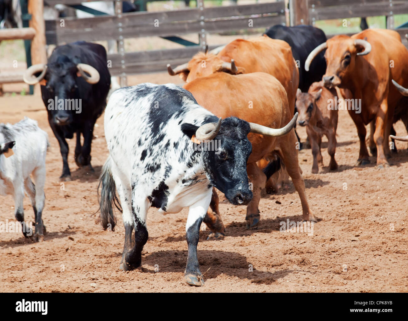 Couple cow hi-res stock photography and images - Alamy