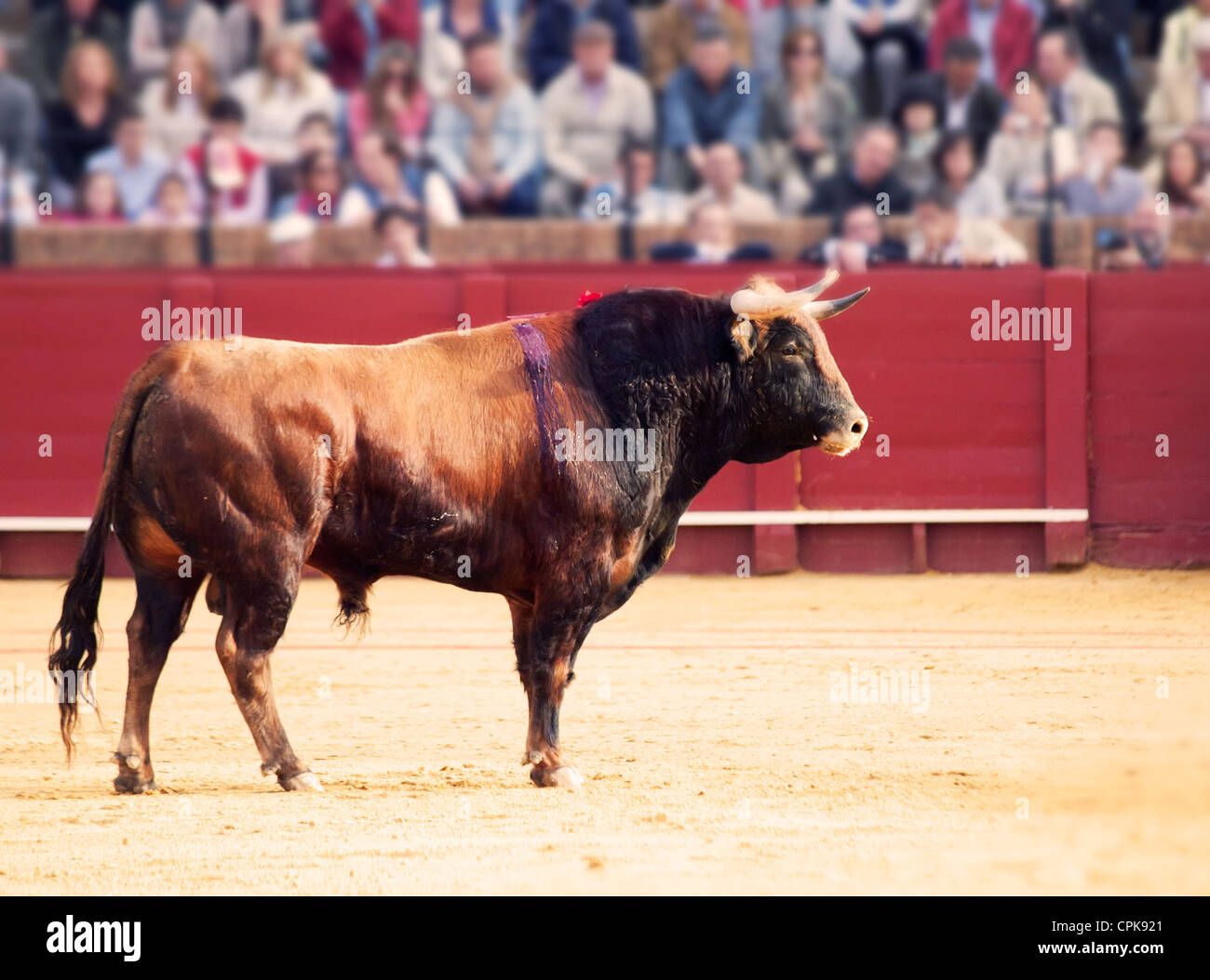 Brave bull hi-res stock photography and images - Alamy