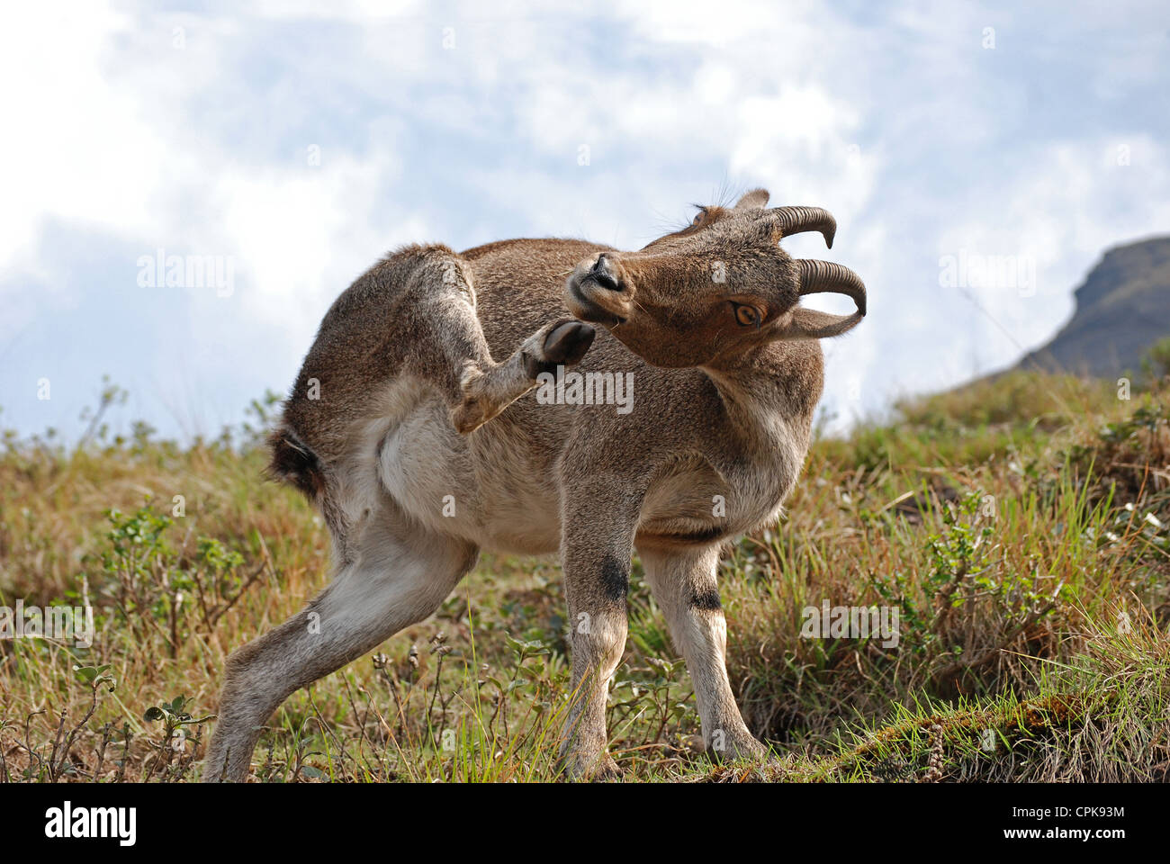 nilgiri tahr at eravikulam national park,munnar,keraka,india Stock ...