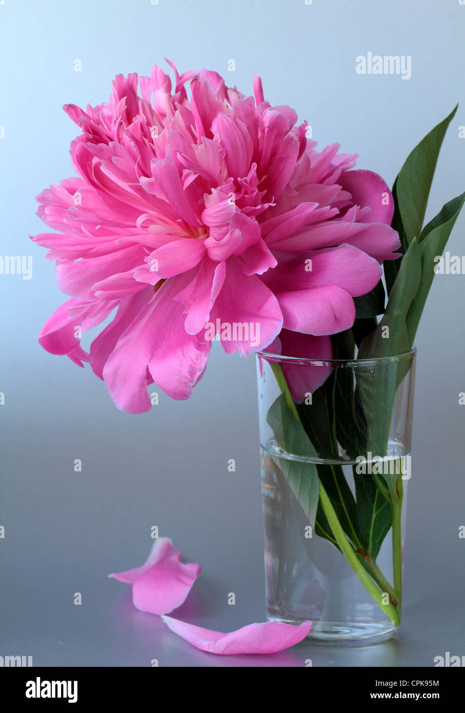 beautiful pink peony flower on a gray background Stock Photo - Alamy