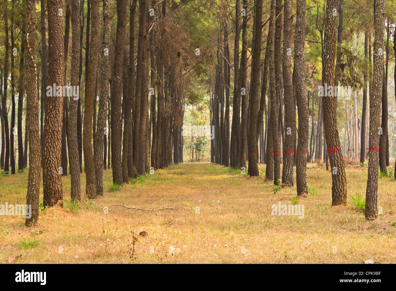Pine of thai hi-res stock photography and images - Alamy