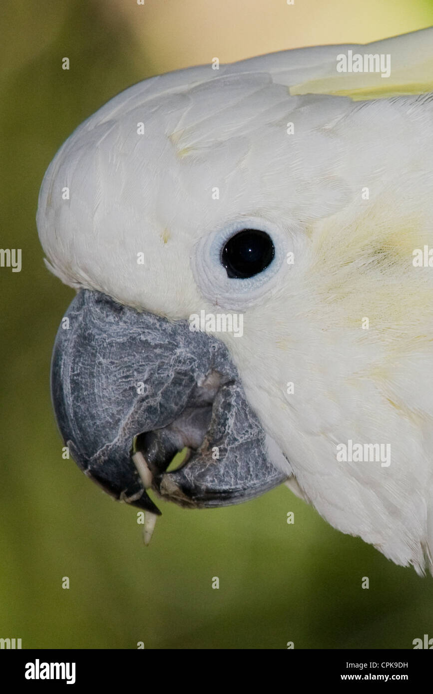 A Cockatoo parrot in South Africa at the Birds of Eden Stock Photo - Alamy