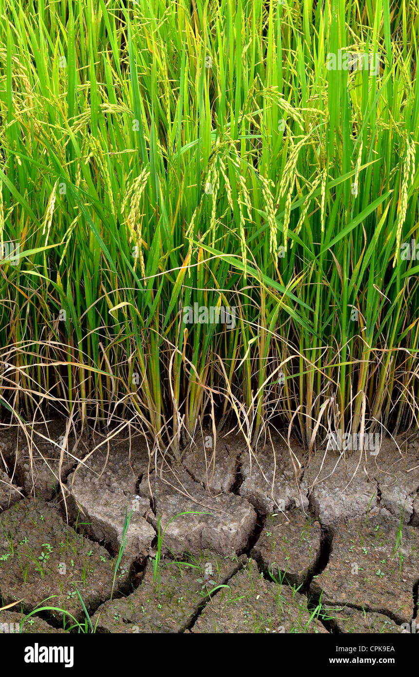 Rice garden hi-res stock photography and images - Alamy