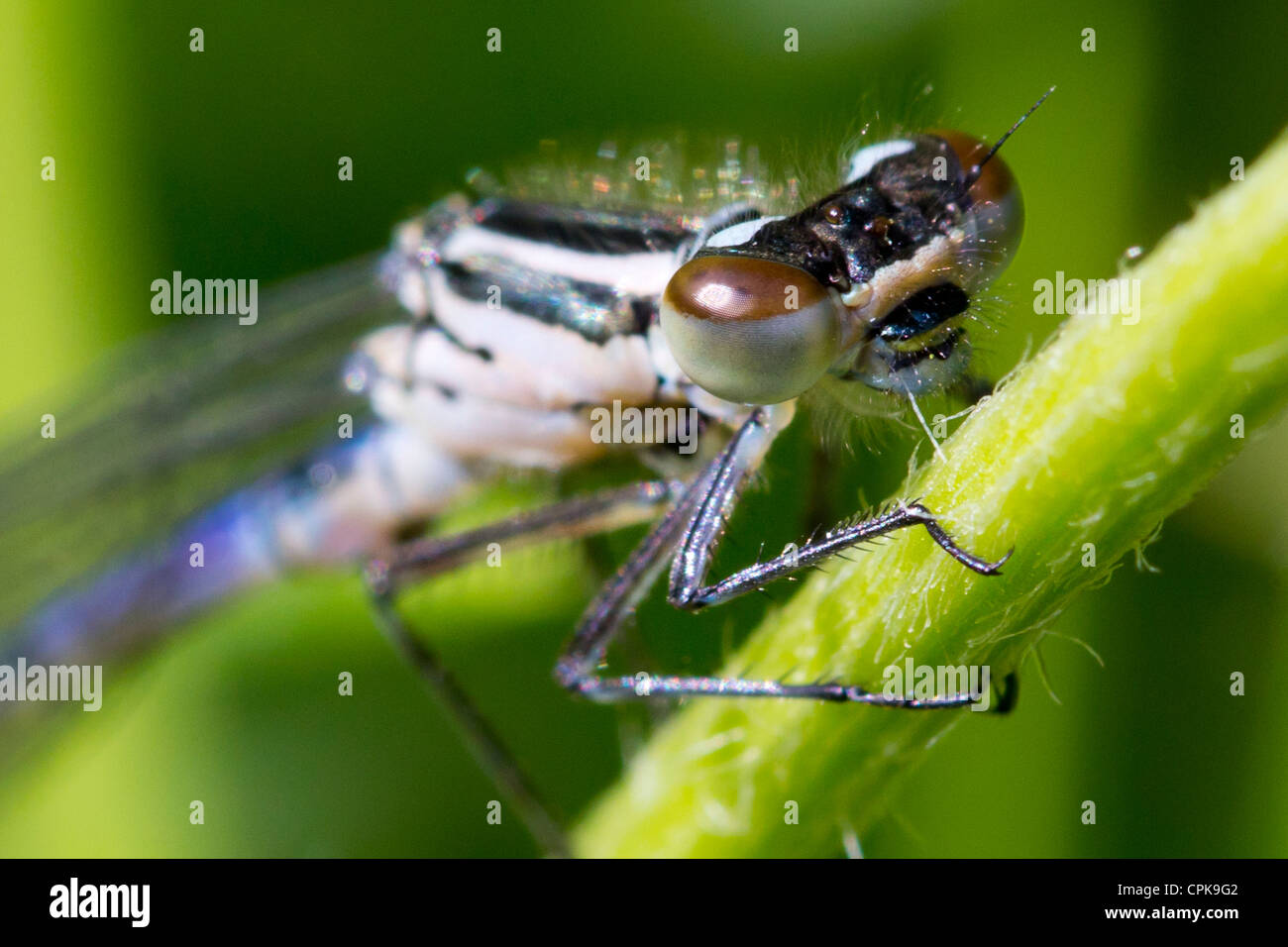 Damselfly eggs hi-res stock photography and images - Alamy