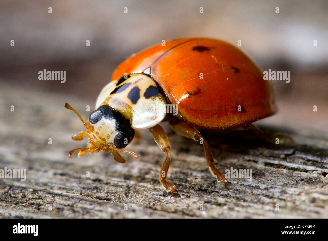 10 spotted ladybird hi-res stock photography and images - Alamy