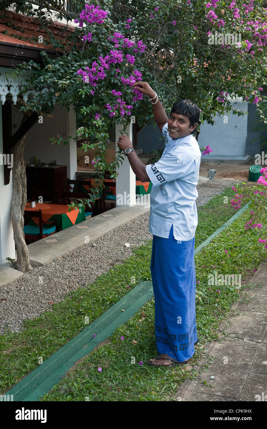 Man collecting Bougainvillea Flowers in full bloom at Ayurweda Walauwa ...