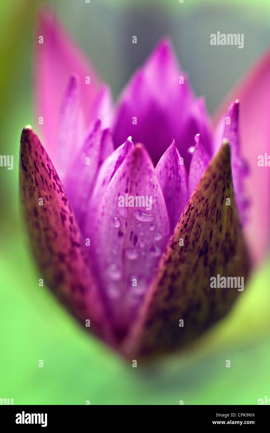 Nil manel hi-res stock photography and images - Alamy