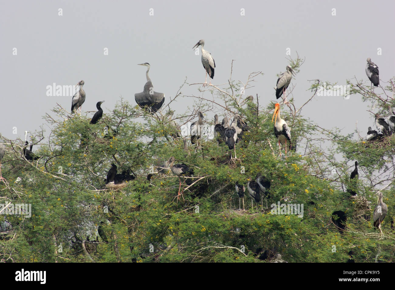 lots of storks in a treetop seen in India Stock Photo - Alamy