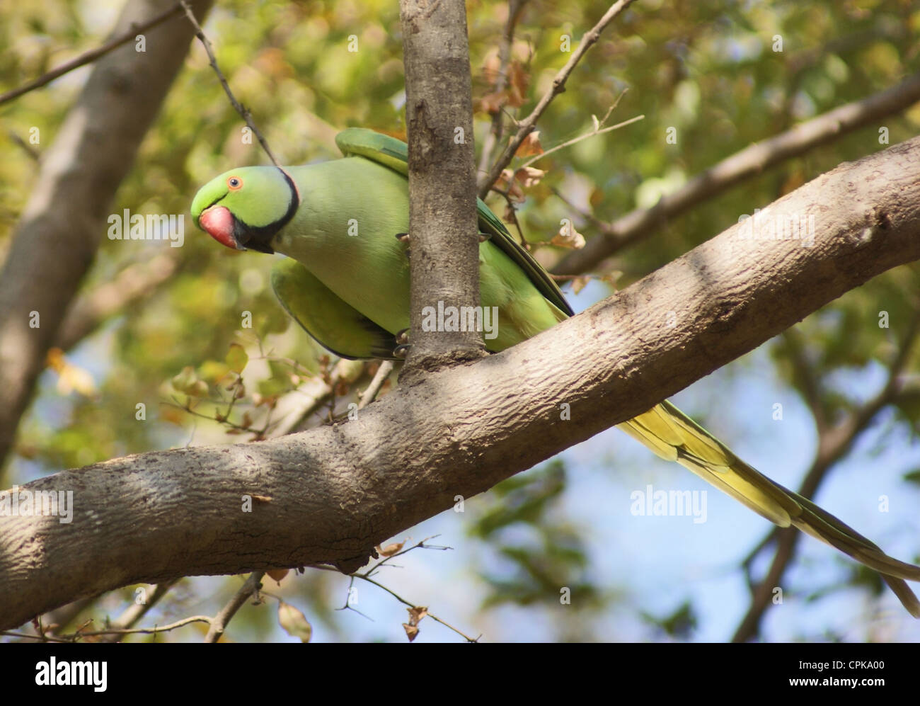 bird named Rose-ringed Parakeet in India Stock Photo - Alamy