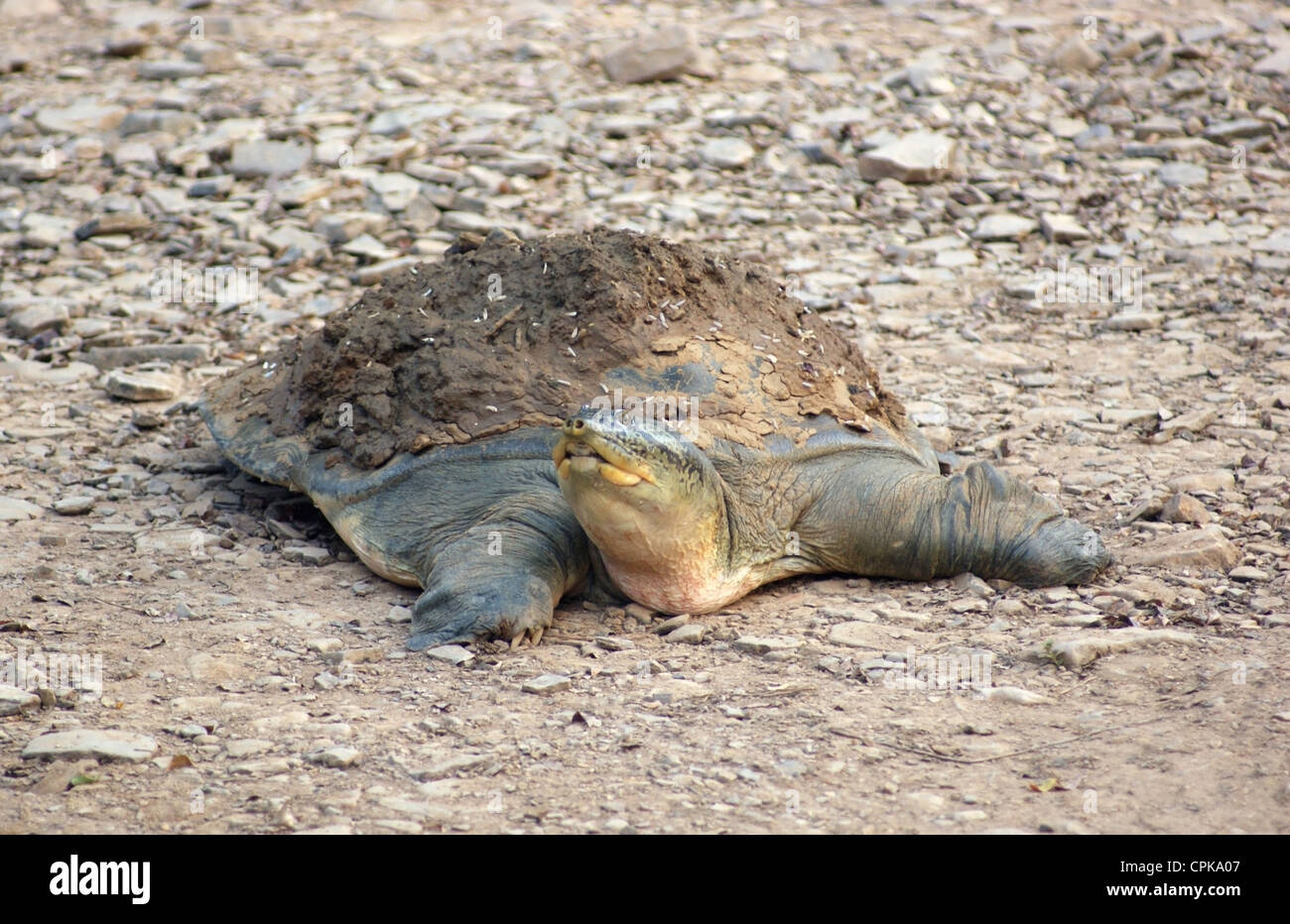 softshell turtle on the ground in india Stock Photo - Alamy
