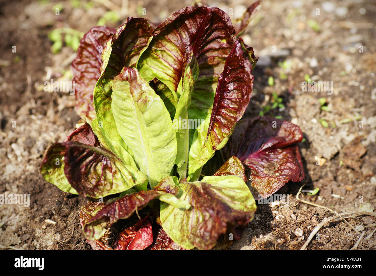 Head of red lettuce growing in the garden, organic healthy food over ...
