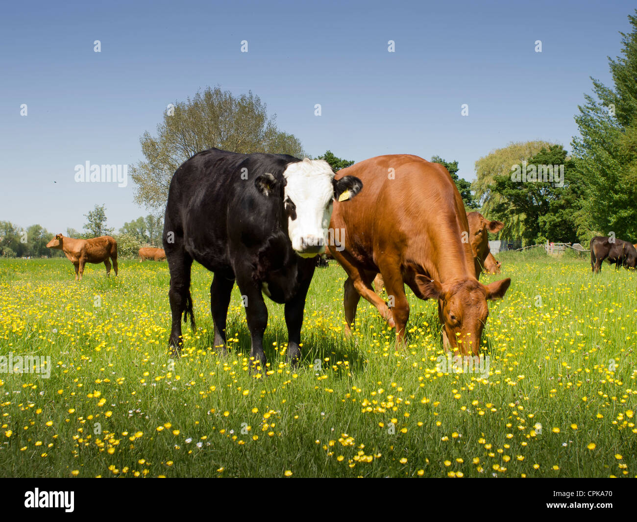 Two cows grazing in a field full of buttercups in the countryside Stock ...