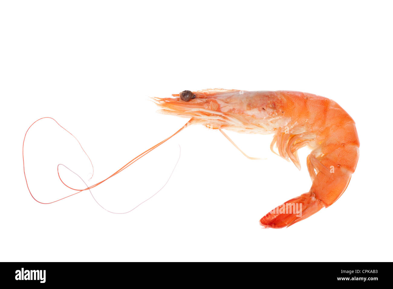 single shrimp, photo on the white background Stock Photo - Alamy