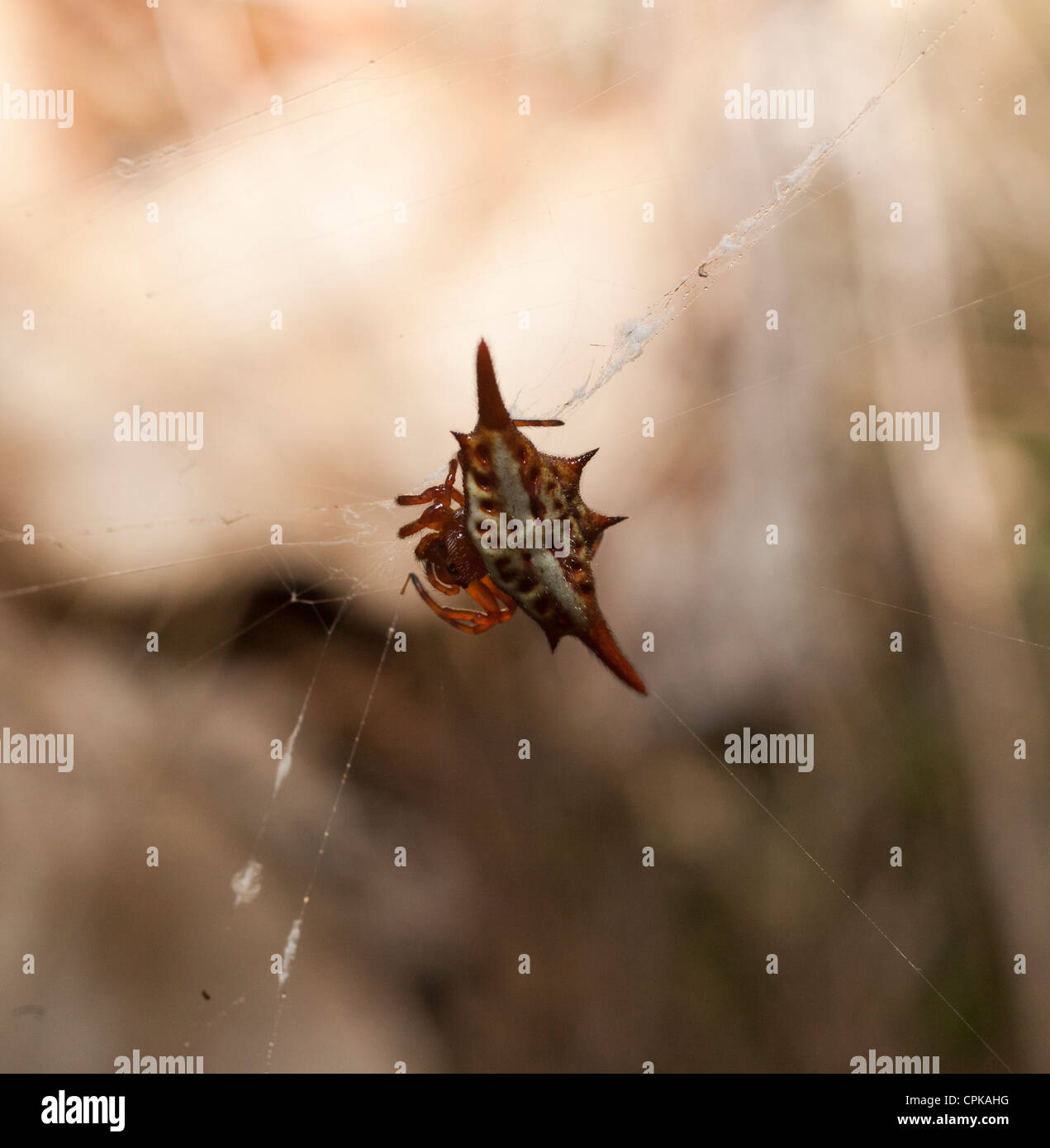 spiny crab spider, Andasibe, Madagascar Stock Photo - Alamy