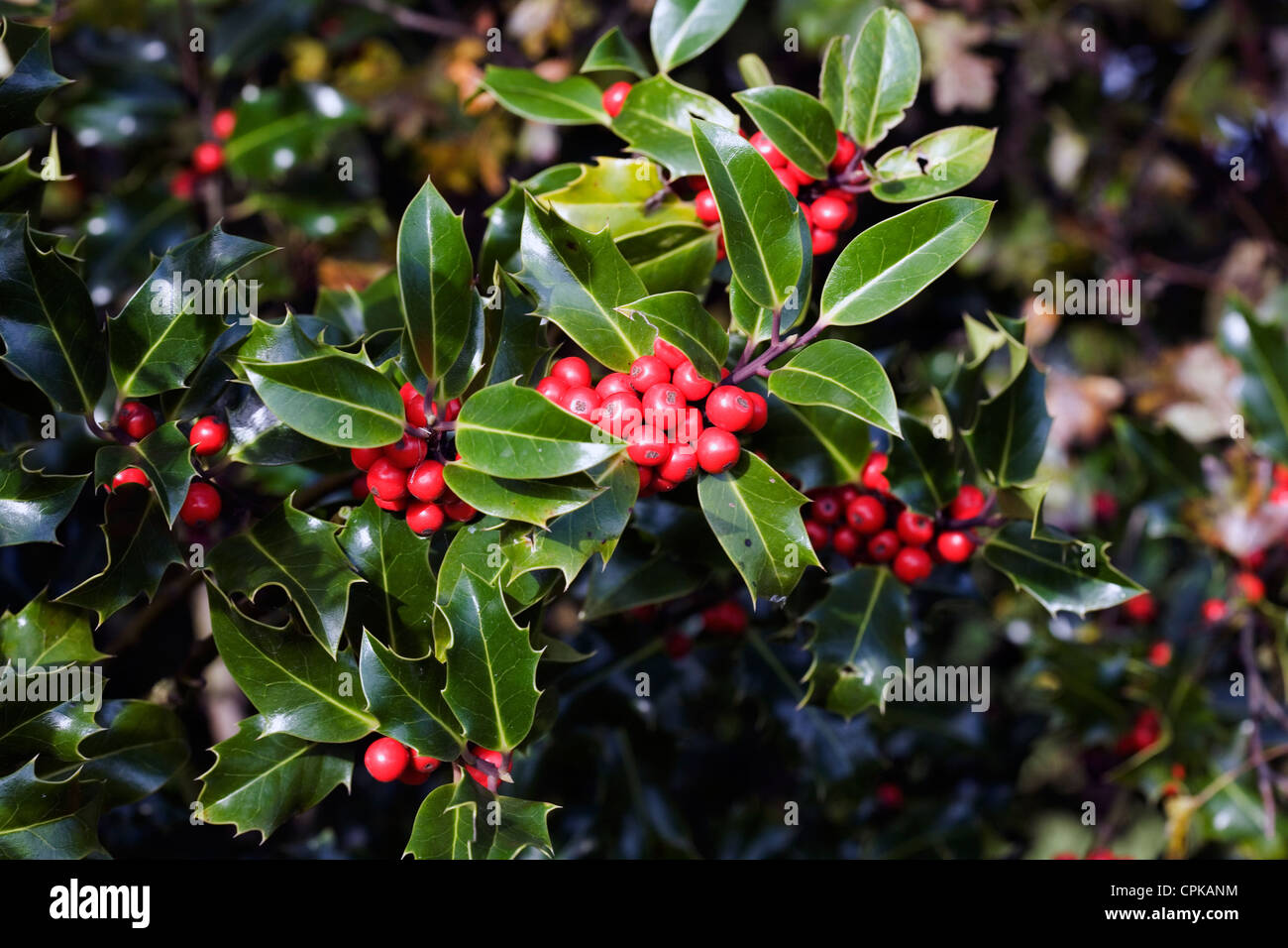 Holly Tree with berries Autumn The Fall Alderley Edge Cheshire England ...
