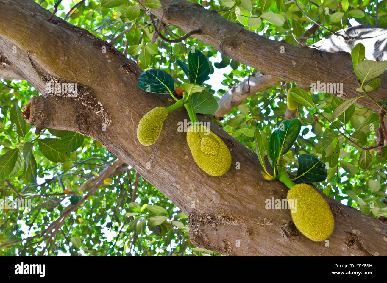Jackfruit Tree High Resolution Stock Photography and Images - Alamy