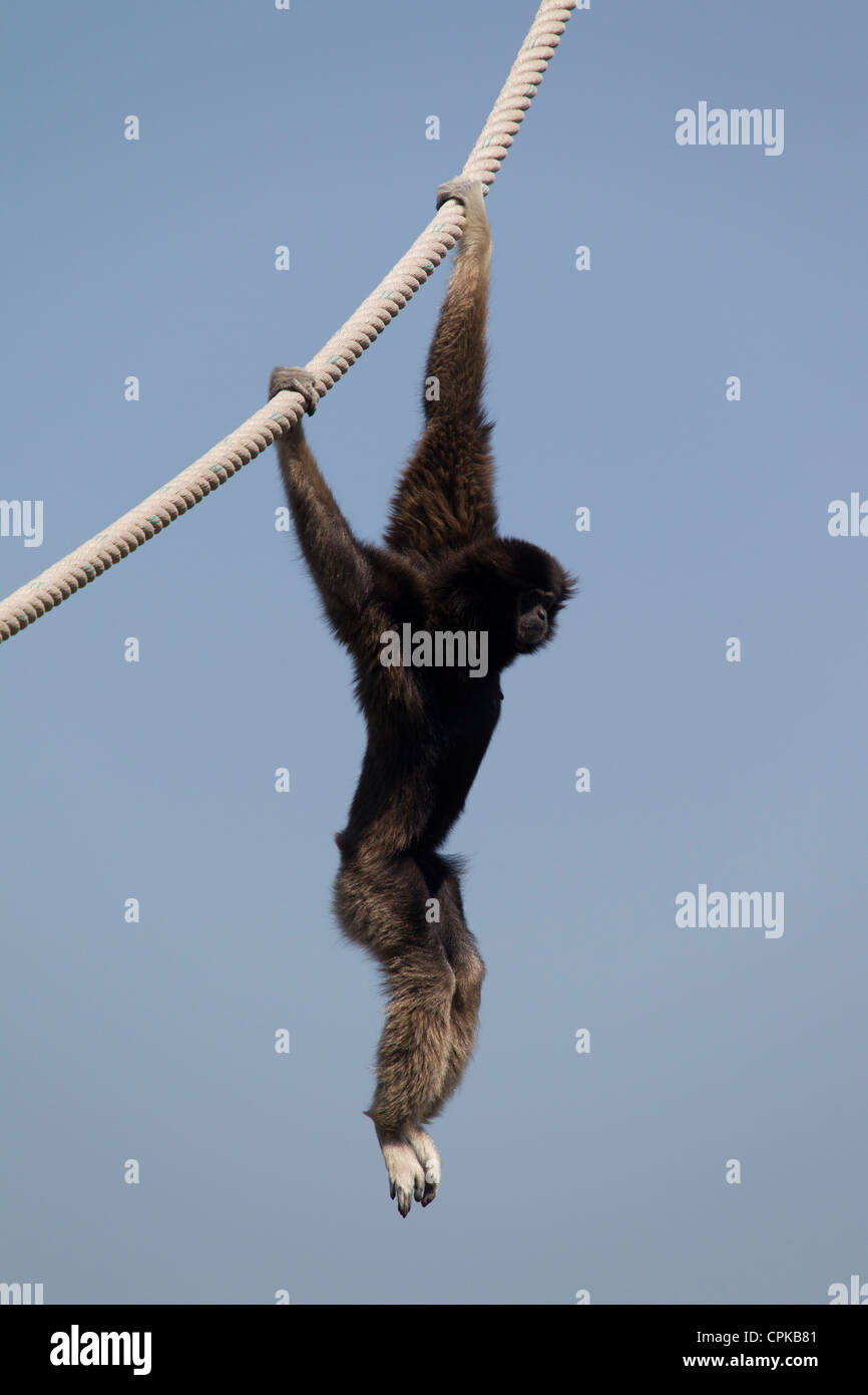 A Lar Gibbon in captivity, dangling on a rope Stock Photo - Alamy