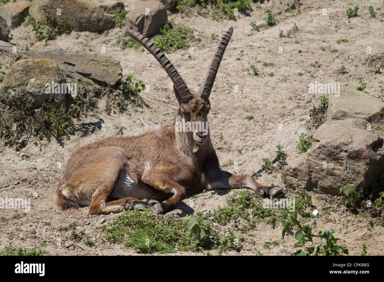 Ibex on rocks hi-res stock photography and images - Alamy